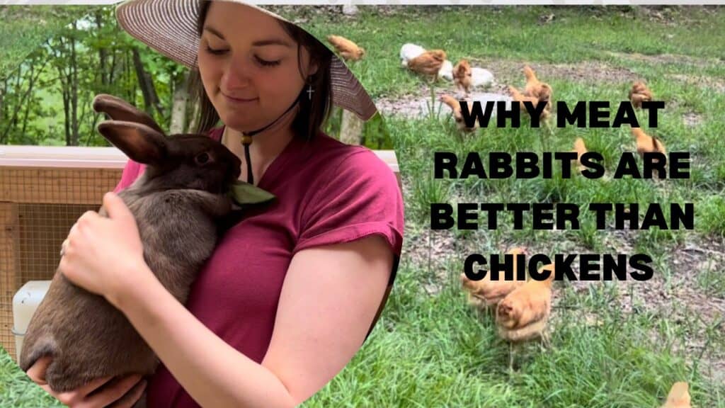 Humane Methods: How Are Meat Rabbits Slaughtered?
