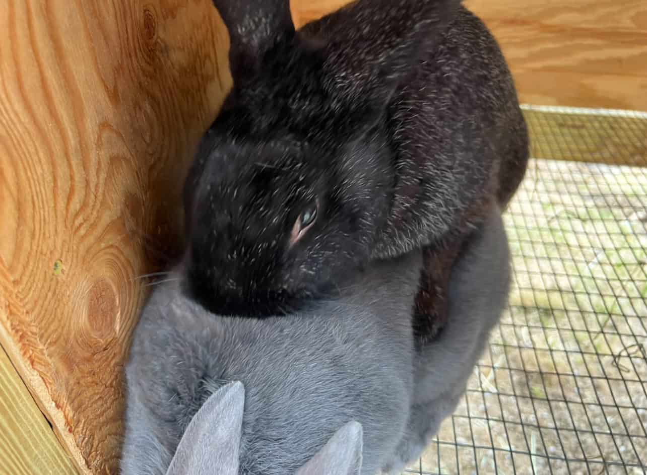 Humane Methods: How Are Meat Rabbits Slaughtered?