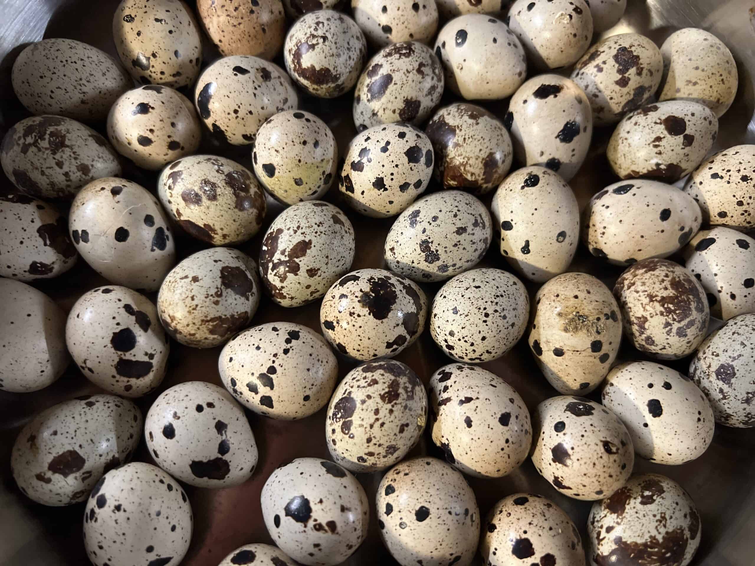 How to Make Perfect Hard Boiled Quail Eggs (Easy to Peel!)