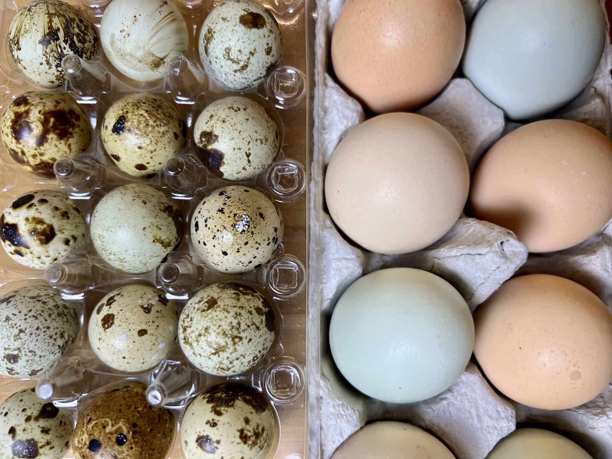Perfect Hard Boiled Quail Eggs (Easy to Peel!)