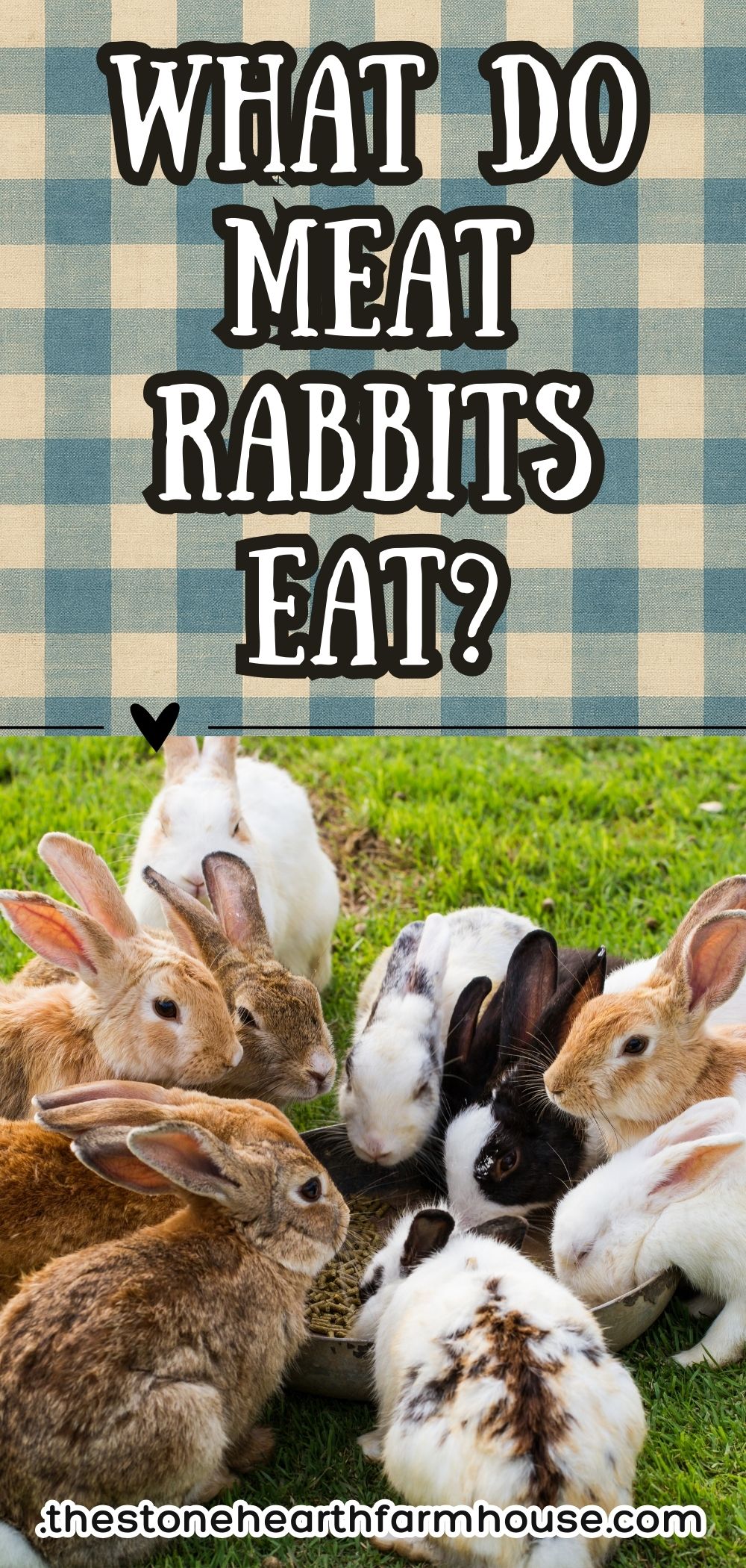 What Do Meat Rabbits Eat? Best Diet for Growth