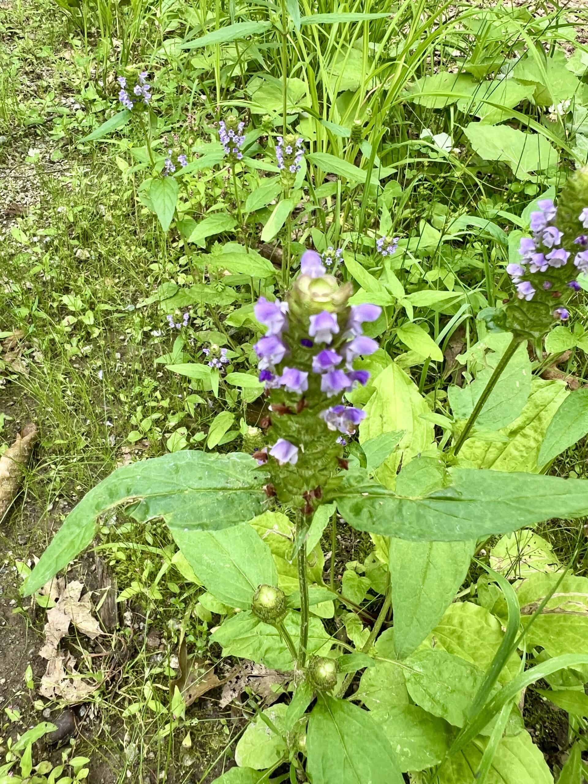 Prunella Plant (Self-Heal): A Complete Guide