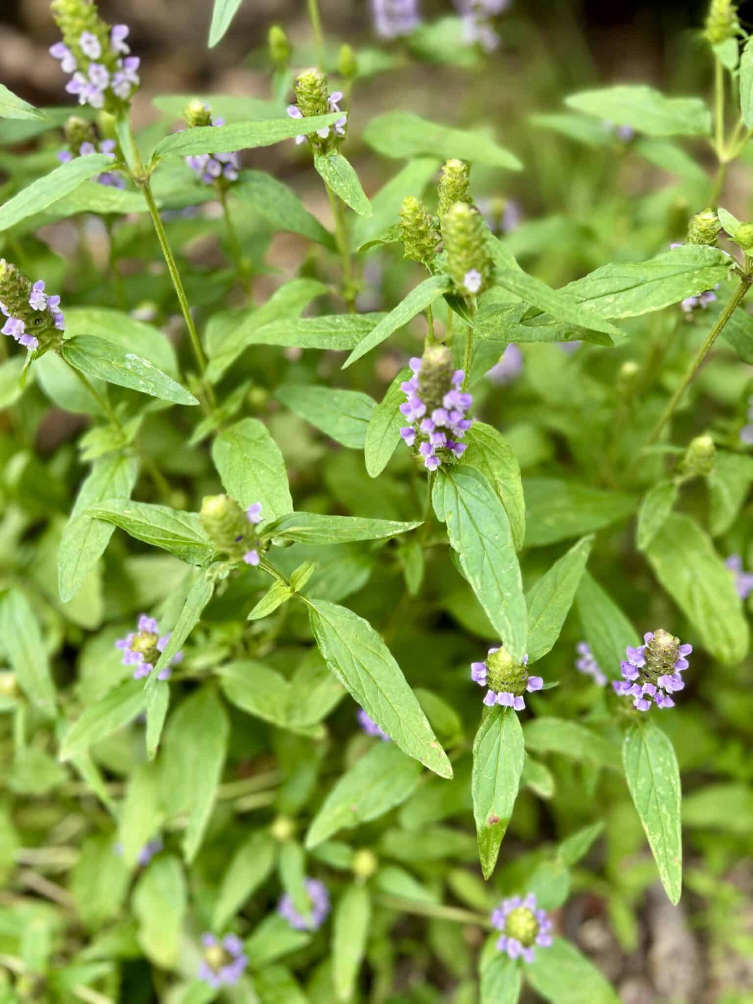 Prunella Plant (Self-Heal): A Complete Guide