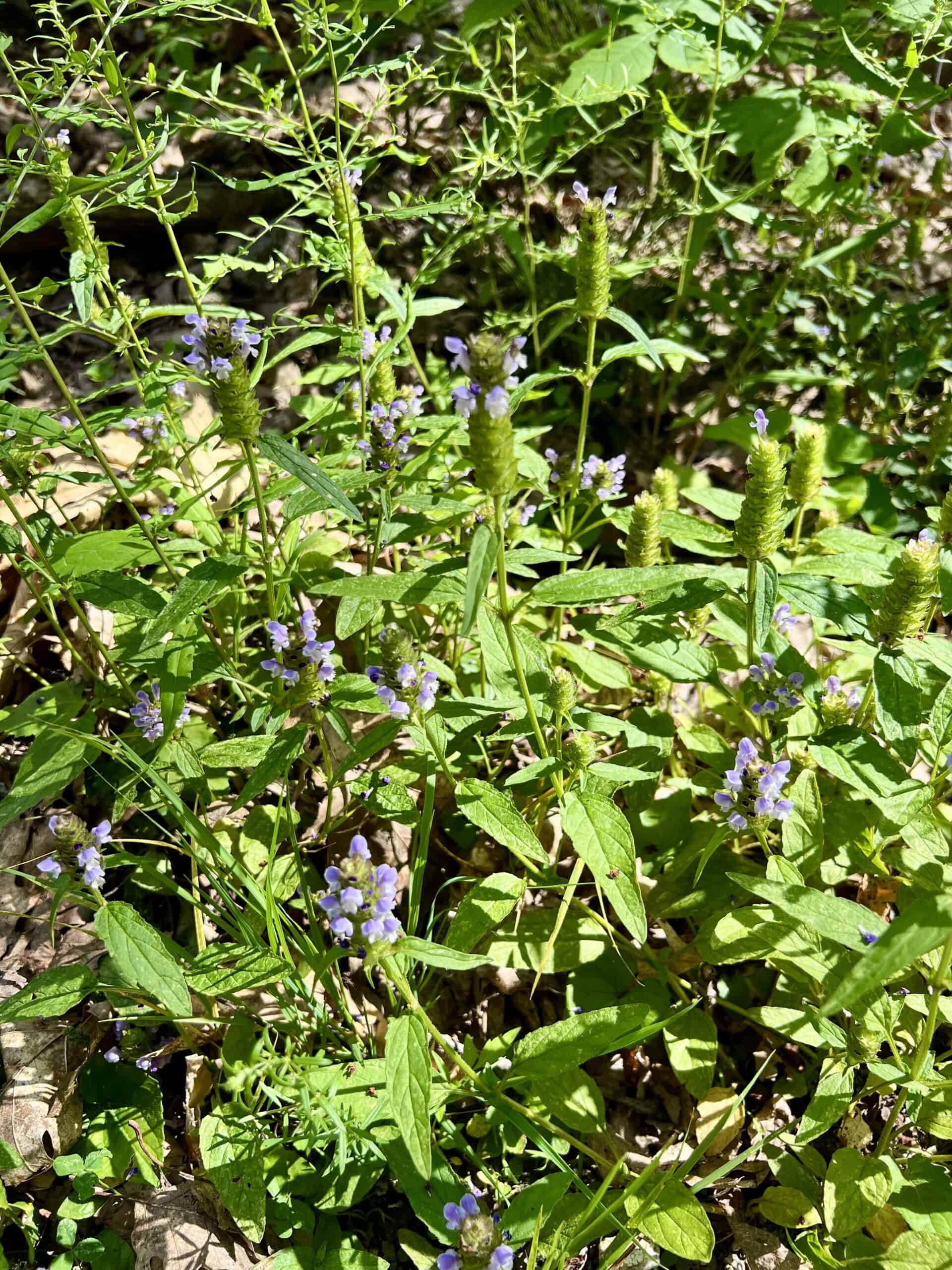 Prunella Plant (Self-Heal): A Complete Guide