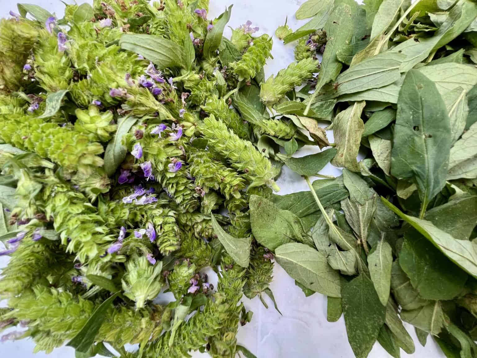 Prunella Plant (Self-Heal): A Complete Guide