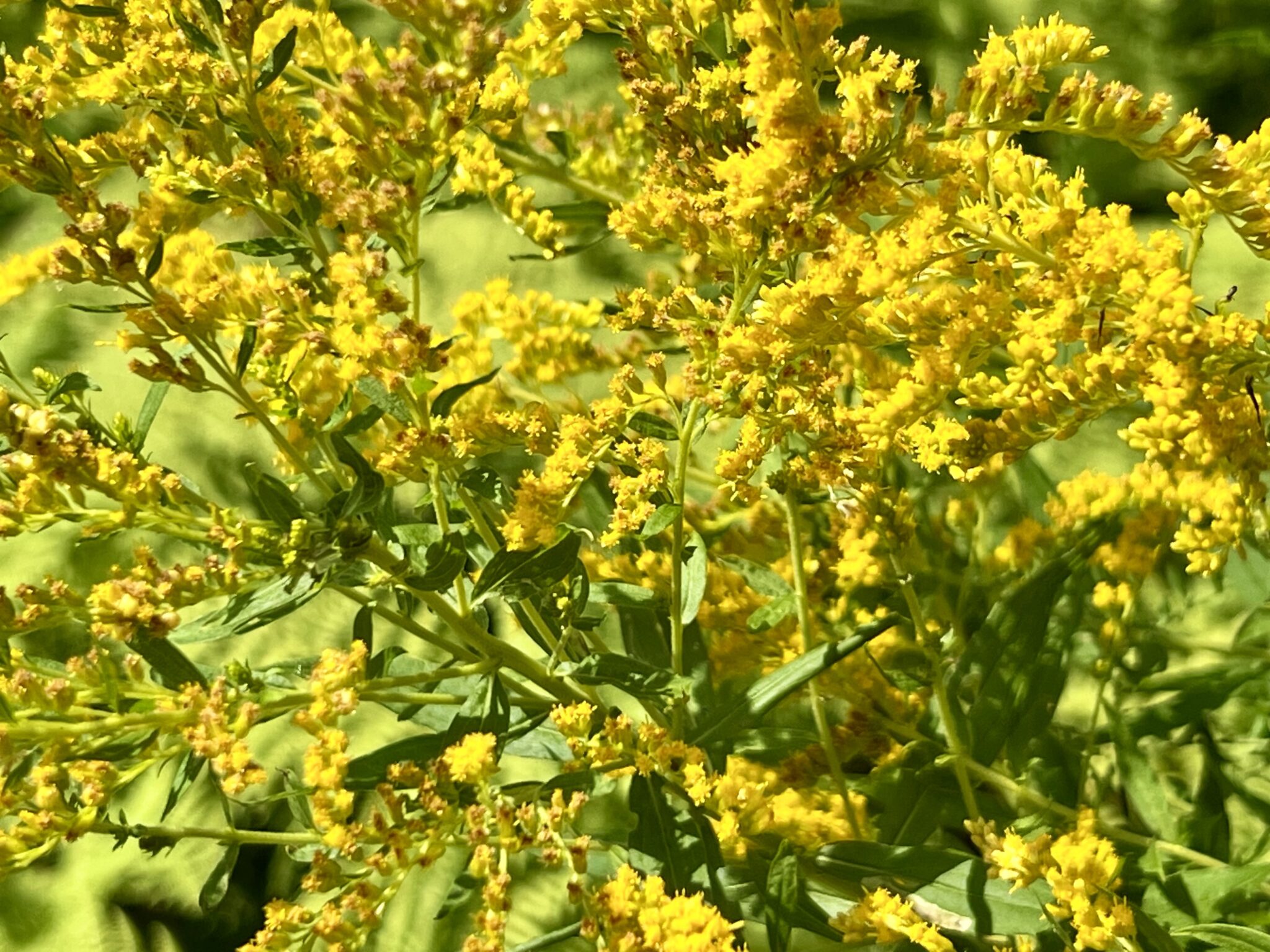 Goldenrod-Identification, Benefits & Medicinal Uses